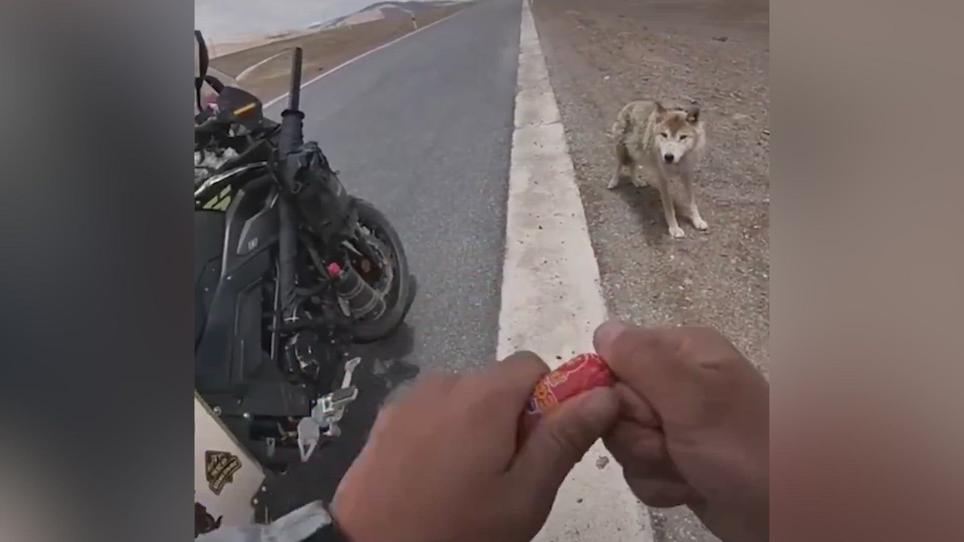 Lobo Arrebatando A Un Humano No Más Que Un Humano. – Campos De
